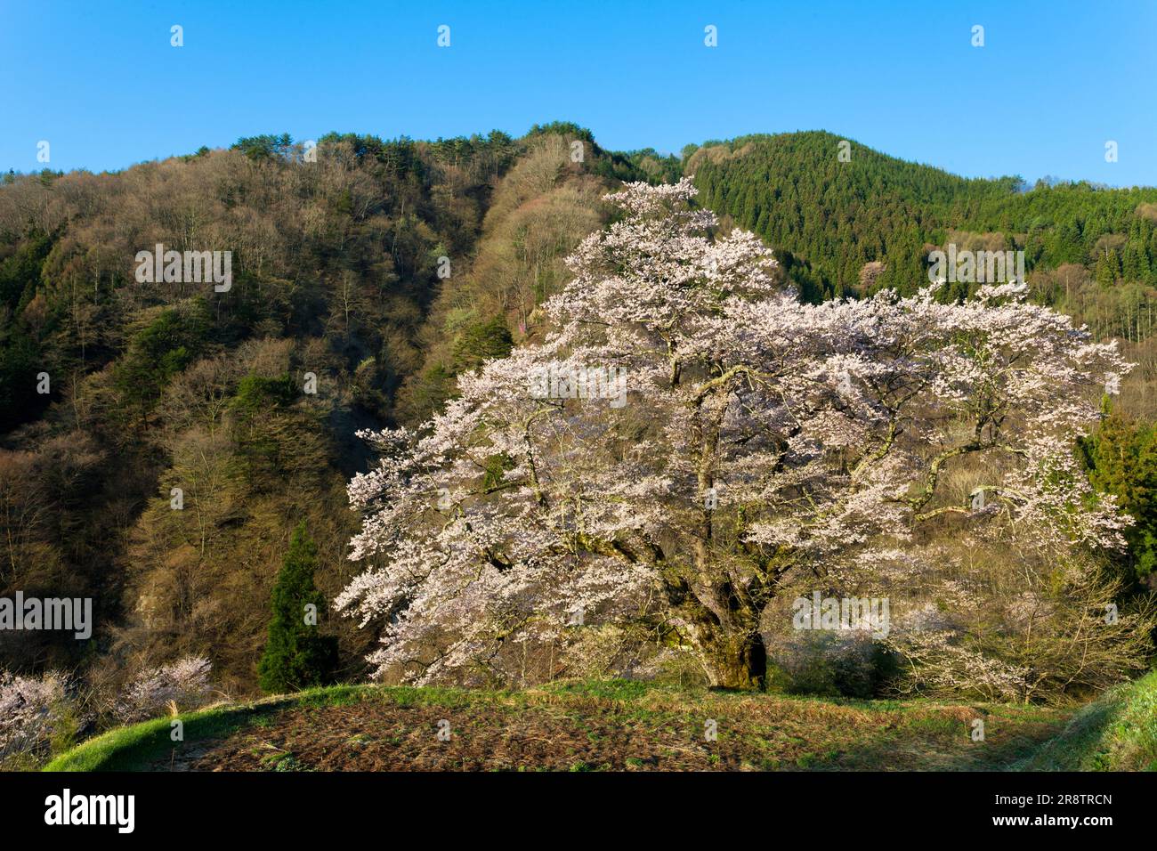 Cherry blossom of Koma-Tsunagi Stock Photo - Alamy