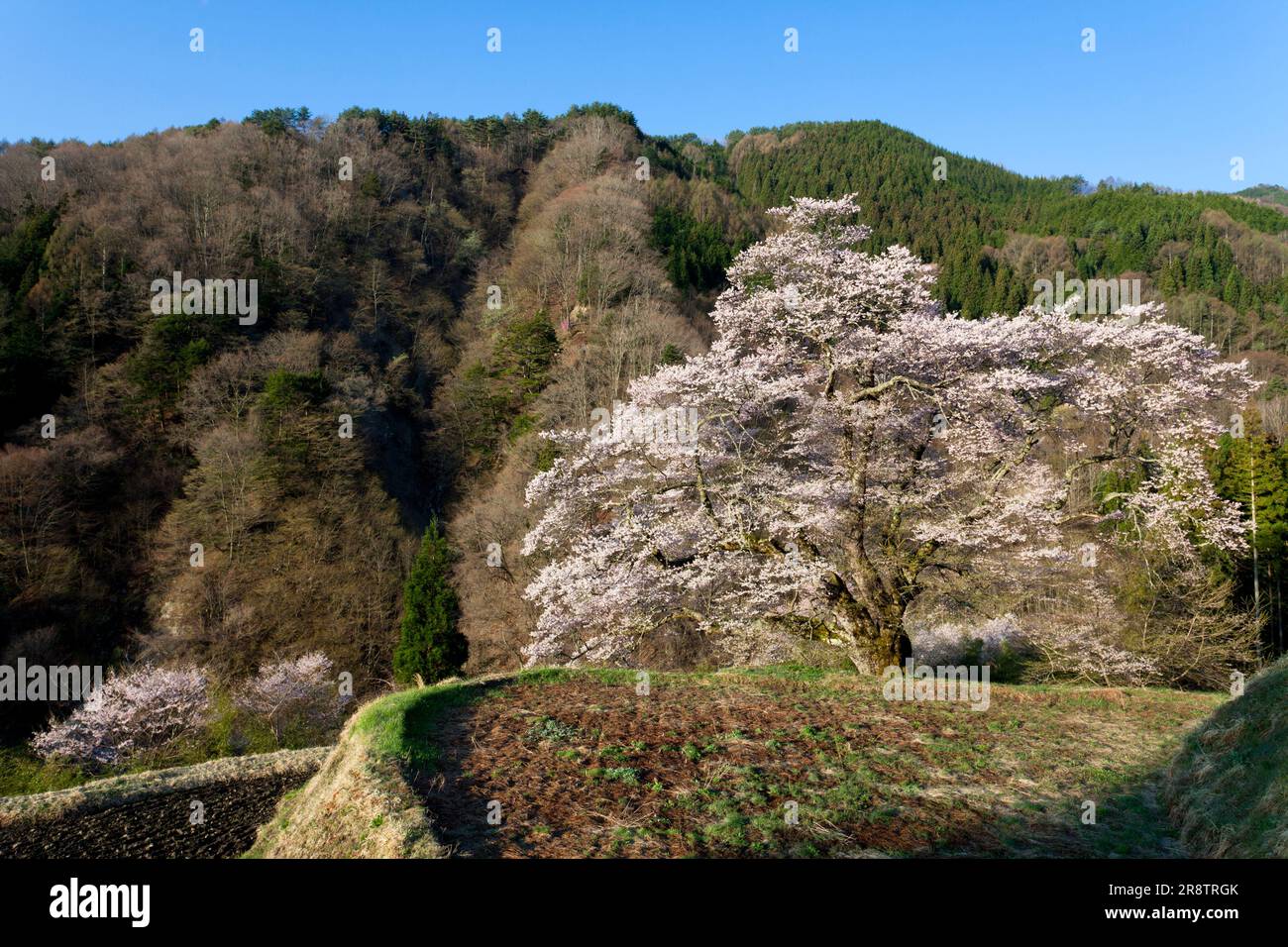 Cherry blossom of Koma-Tsunagi Stock Photo - Alamy