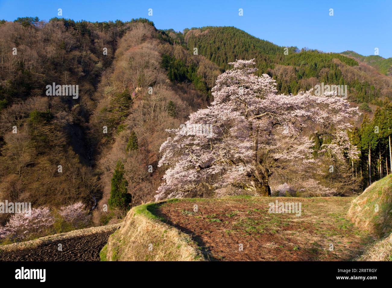 Cherry blossom of Koma-Tsunagi Stock Photo - Alamy