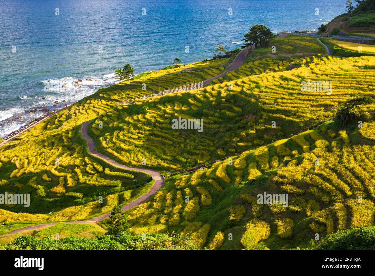 Autumn of white rice thousand Hirata Stock Photo - Alamy