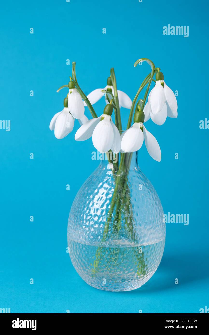 Beautiful snowdrop on blue hi-res stock photography and images - Alamy