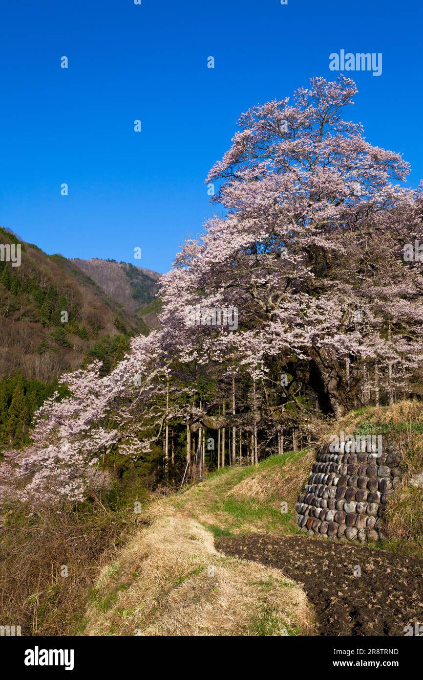 Cherry blossom of Koma-Tsunagi Stock Photo - Alamy