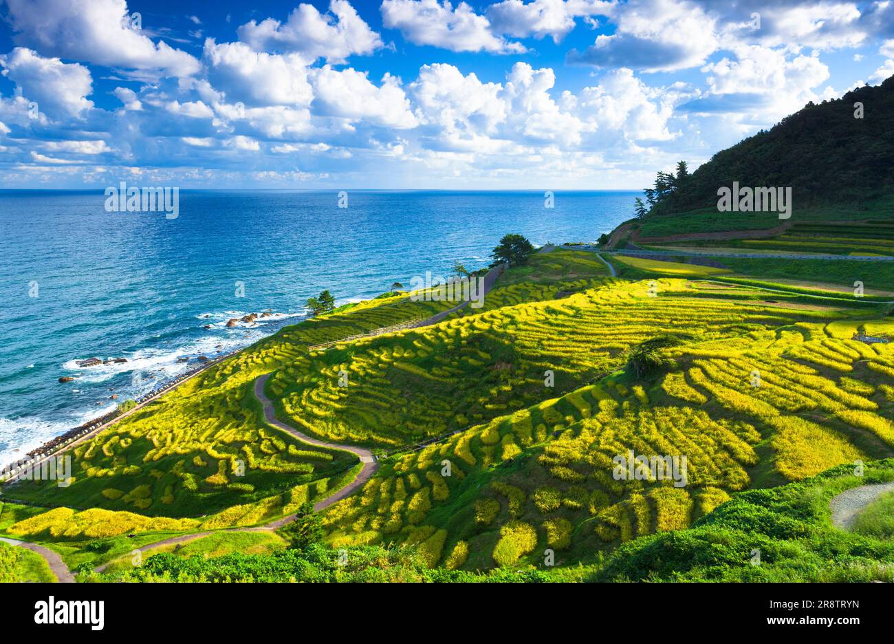 Autumn of white rice thousand Hirata Stock Photo - Alamy