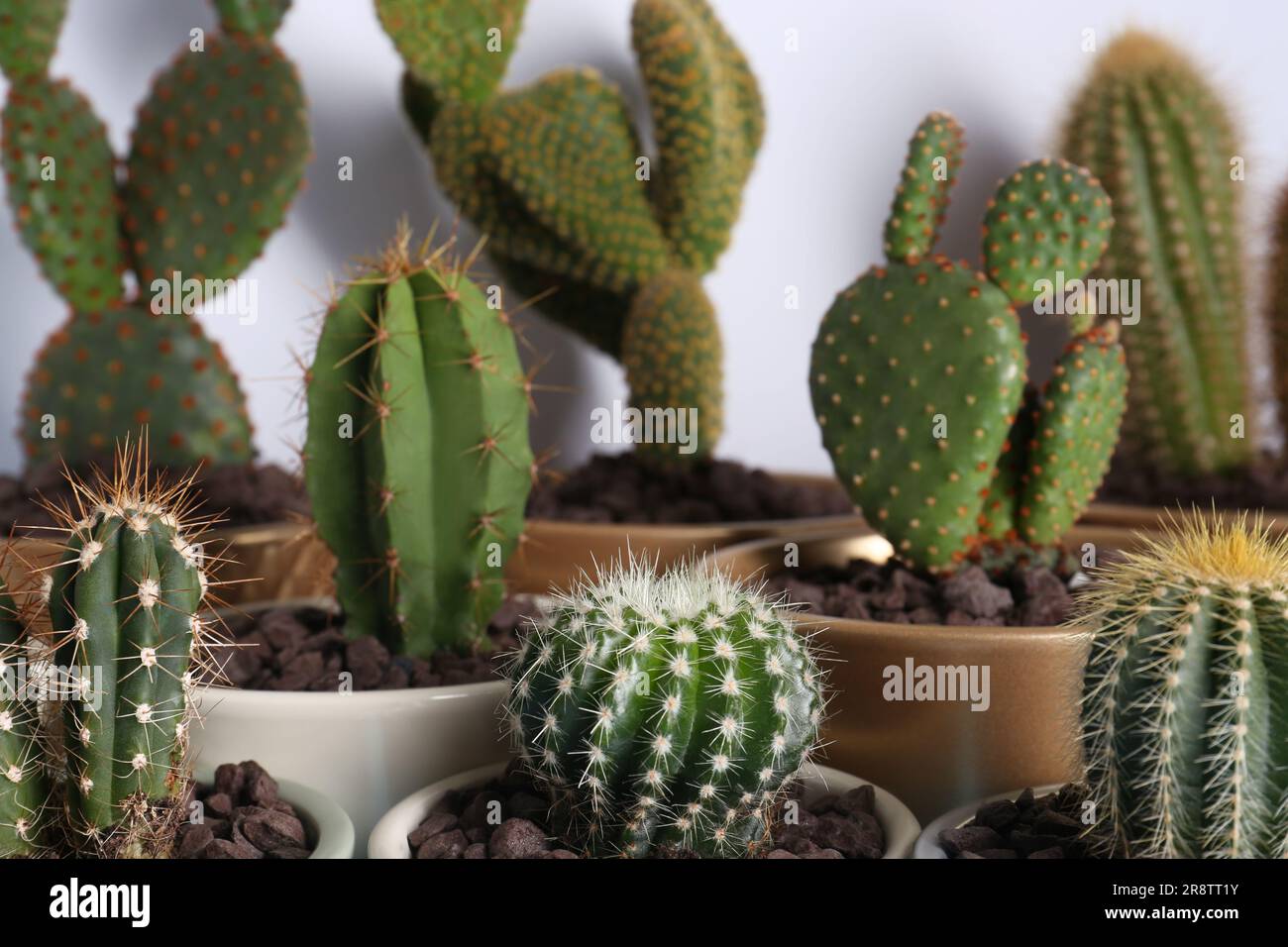Different cactaceae hi-res stock photography and images - Alamy