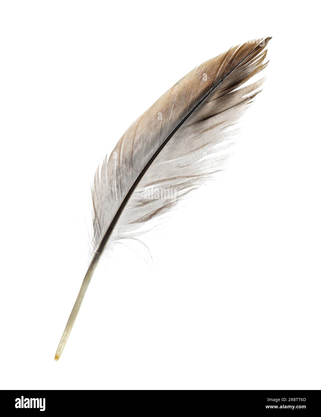 Beautiful grey bird feather isolated on white Stock Photo - Alamy