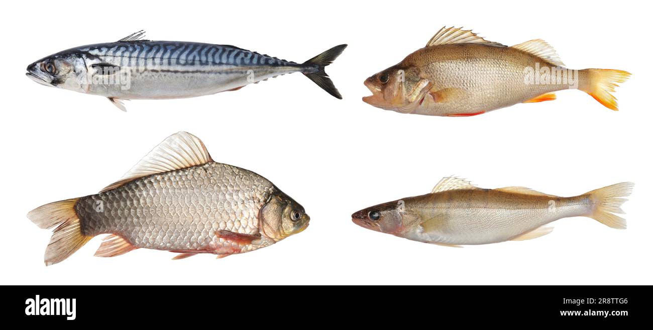 Collage with different types of raw fish on white background Stock ...