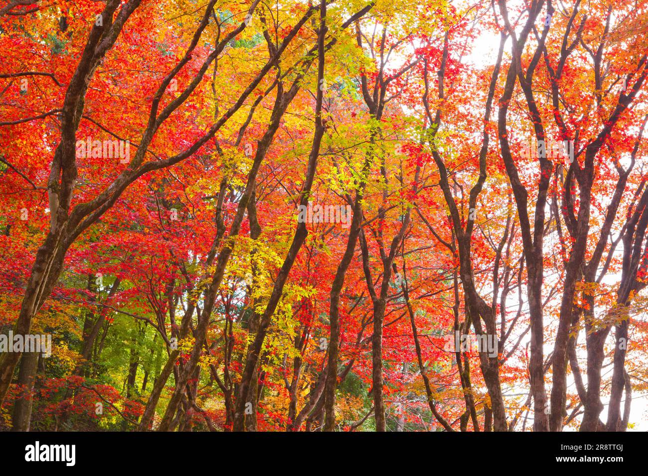 Autumn leaves at Chickenfoot Temple Stock Photo - Alamy