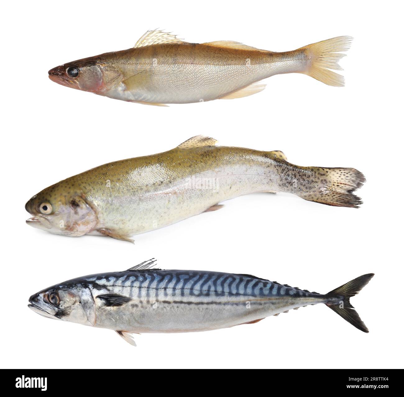 Collage with different types of raw fish on white background Stock ...