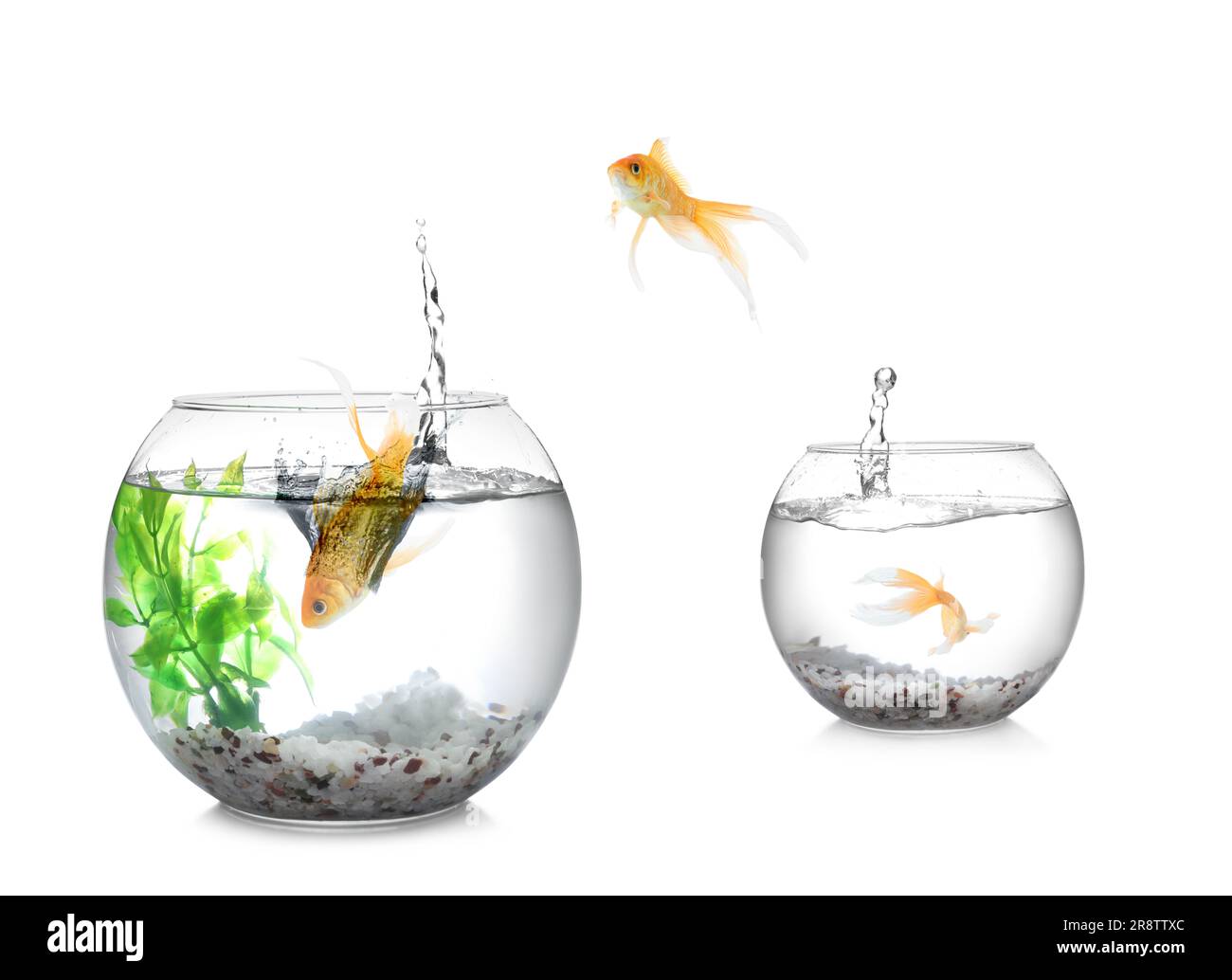 Goldfish jumping from glass fish bowl into another one on white ...