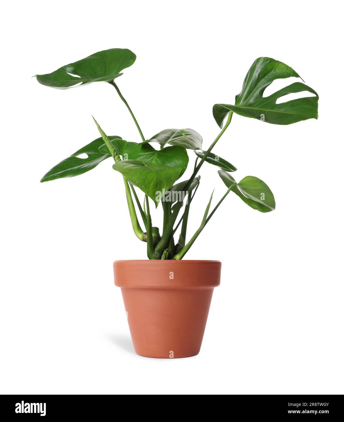 Beautiful monstera plant in terracotta pot isolated on white. House ...