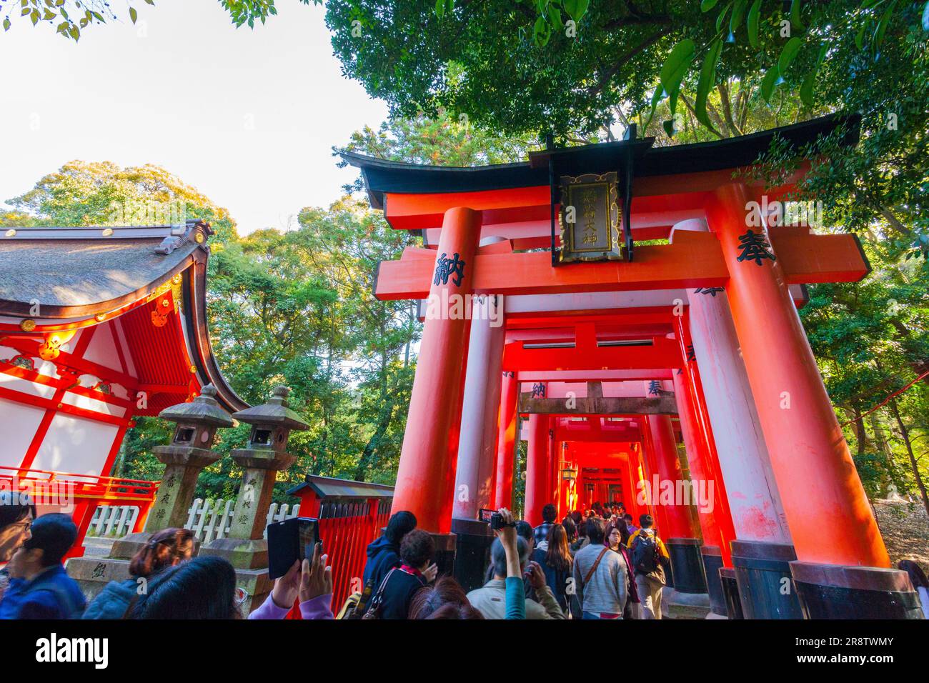 Torii Gate of Fushimi Inari Stock Photo - Alamy