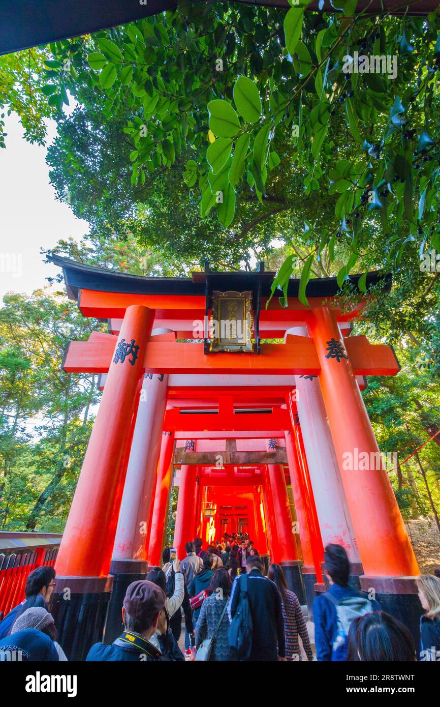 Torii Gate of Fushimi Inari Stock Photo - Alamy