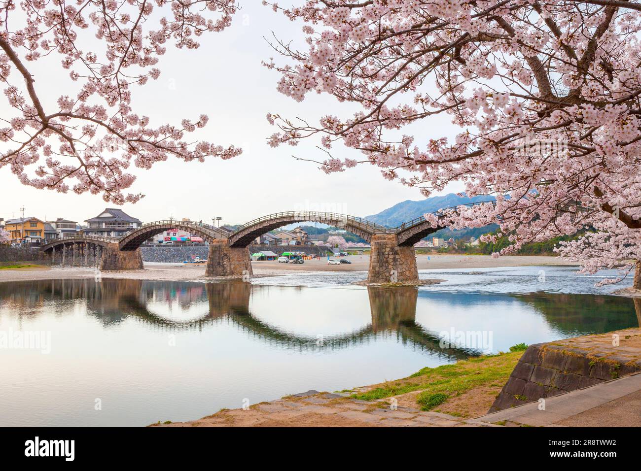 Kintai-bashi bridge and cherry blossoms Stock Photo - Alamy