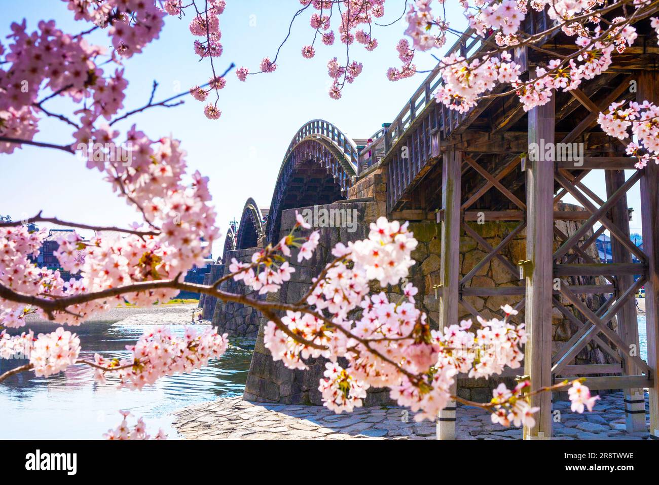 Cherry blossoms and Kintai Bridge Stock Photo - Alamy