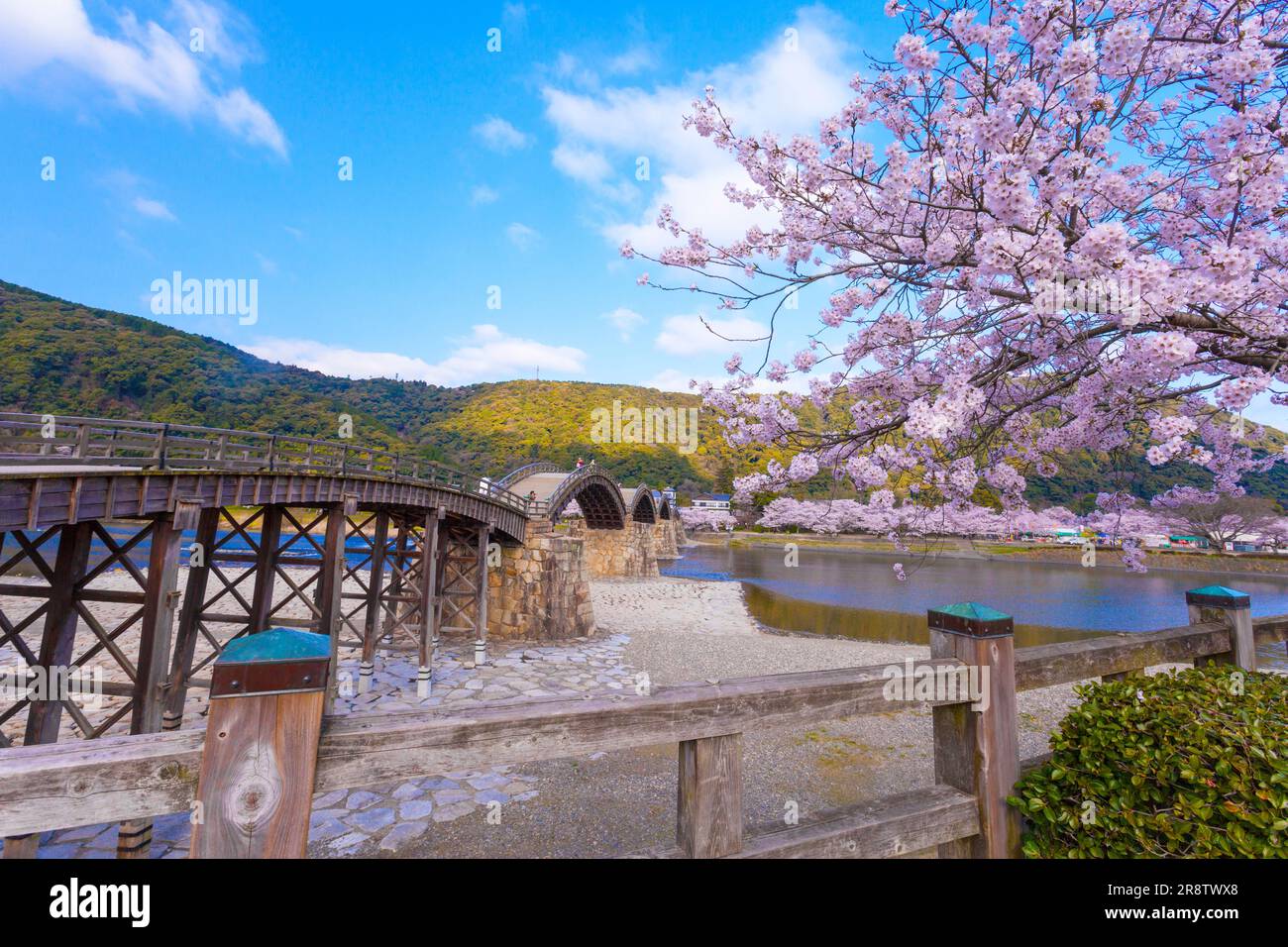 Cherry blossoms and Kintai Bridge Stock Photo - Alamy