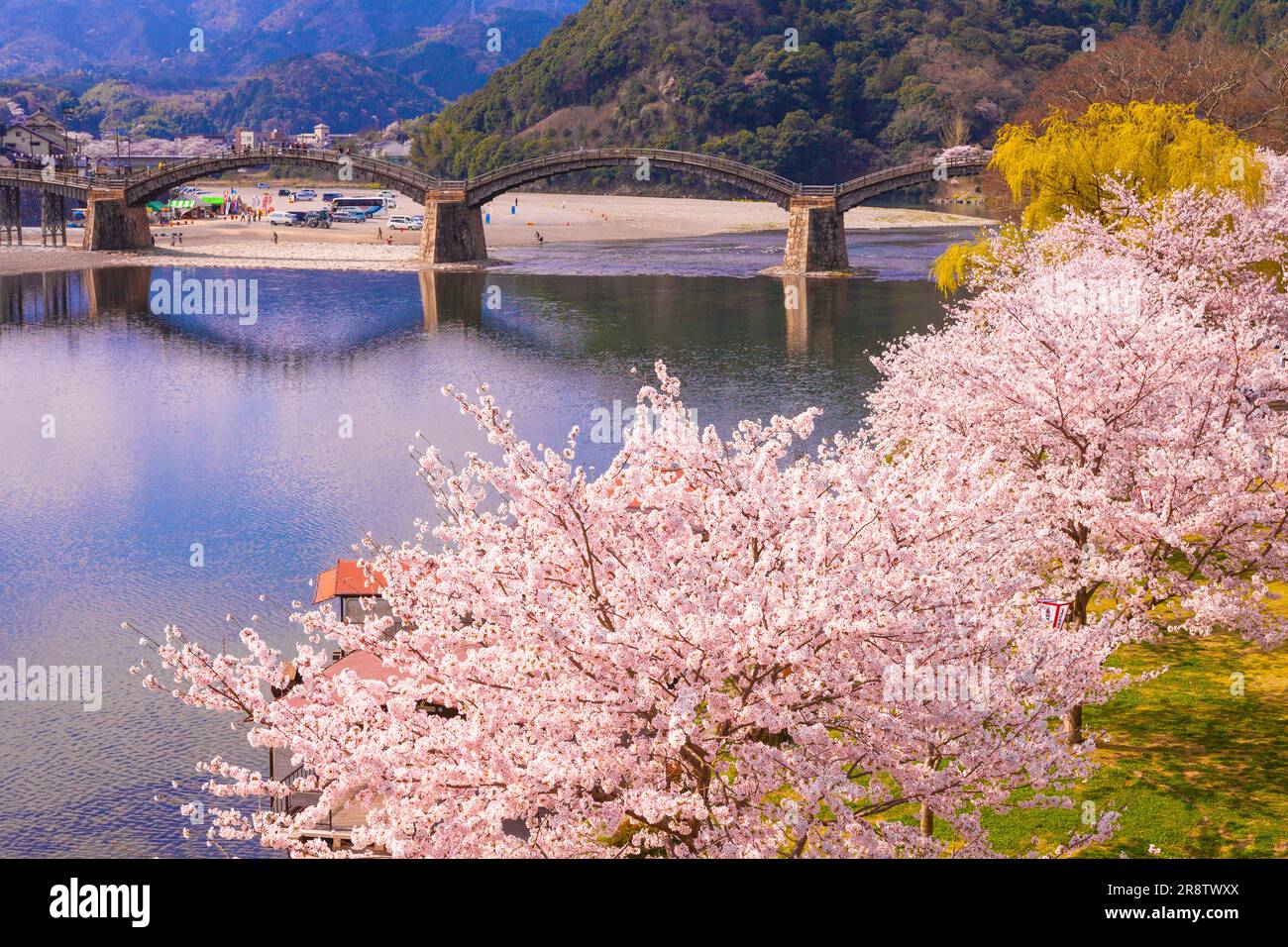 Cherry blossoms and Kintai Bridge Stock Photo - Alamy