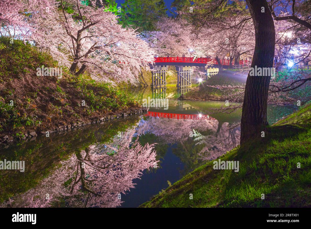 Cherry blossoms at night in Hirosaki Park Stock Photo - Alamy