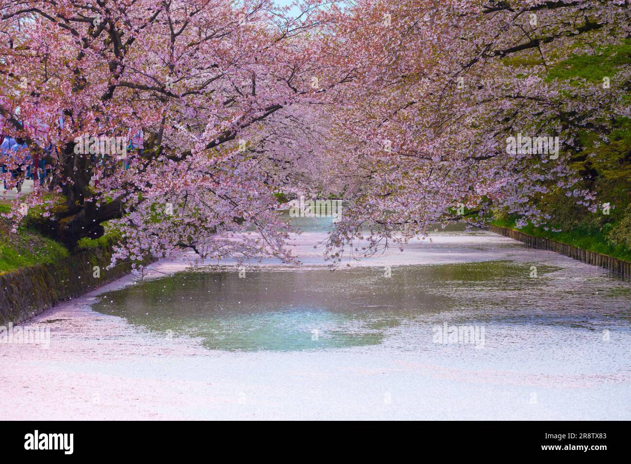 Cherry blossom falling petals in hi-res stock photography and images ...