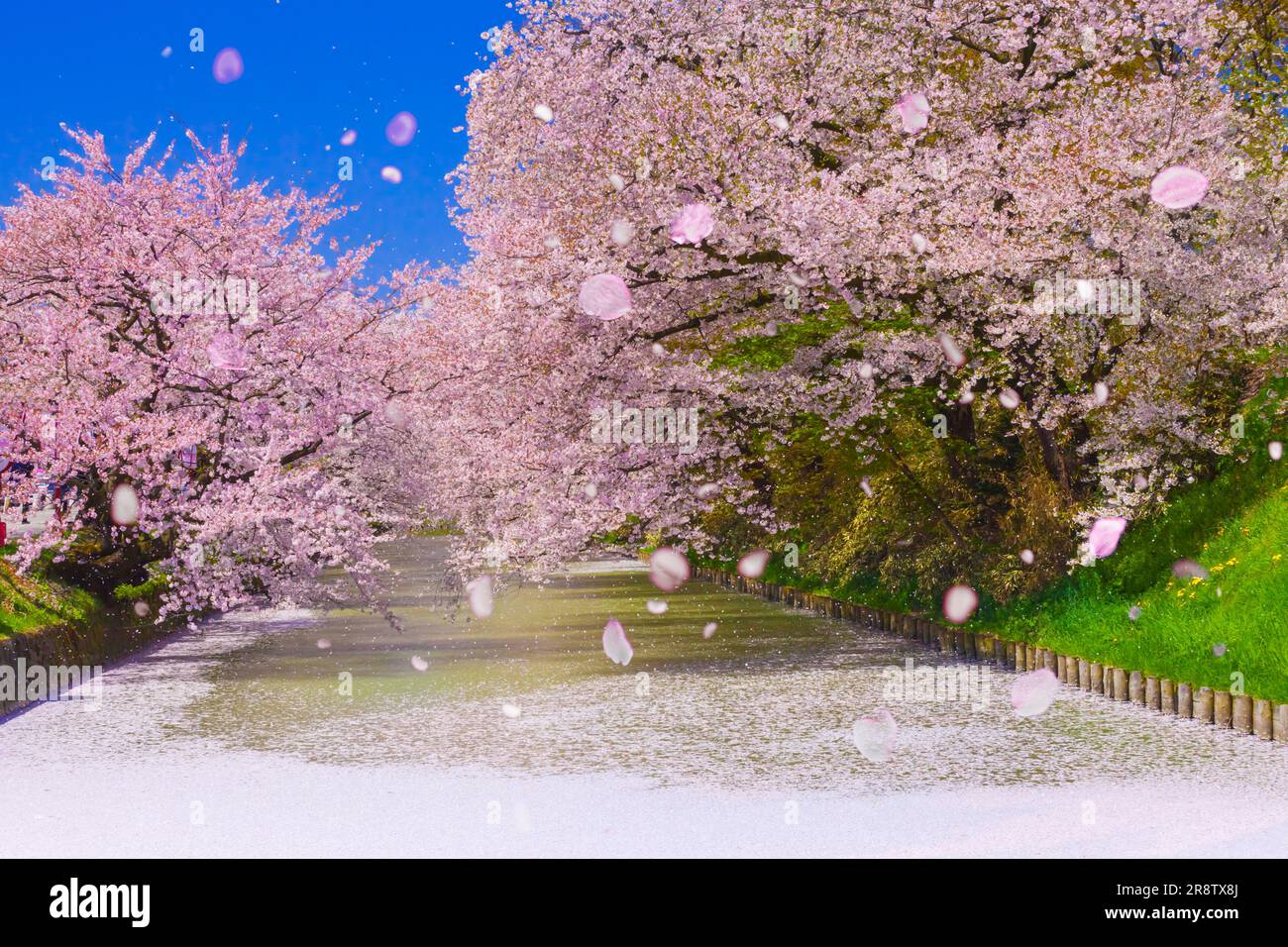 Cherry blossom falling petals in hi-res stock photography and images ...