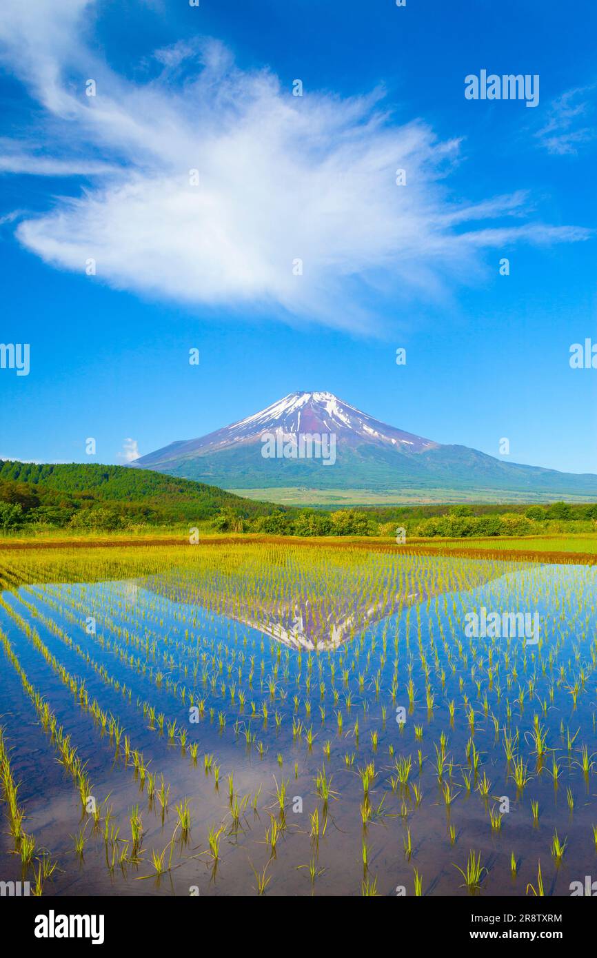 Fuji reflected in rice paddies Stock Photo - Alamy
