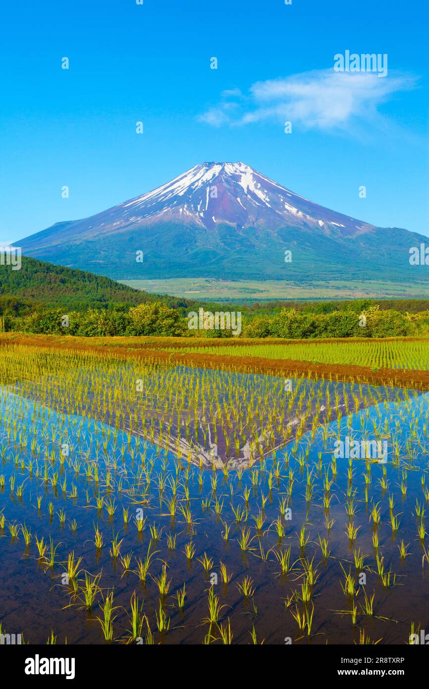 Red Fuji seen from Yamanakako Stock Photo - Alamy