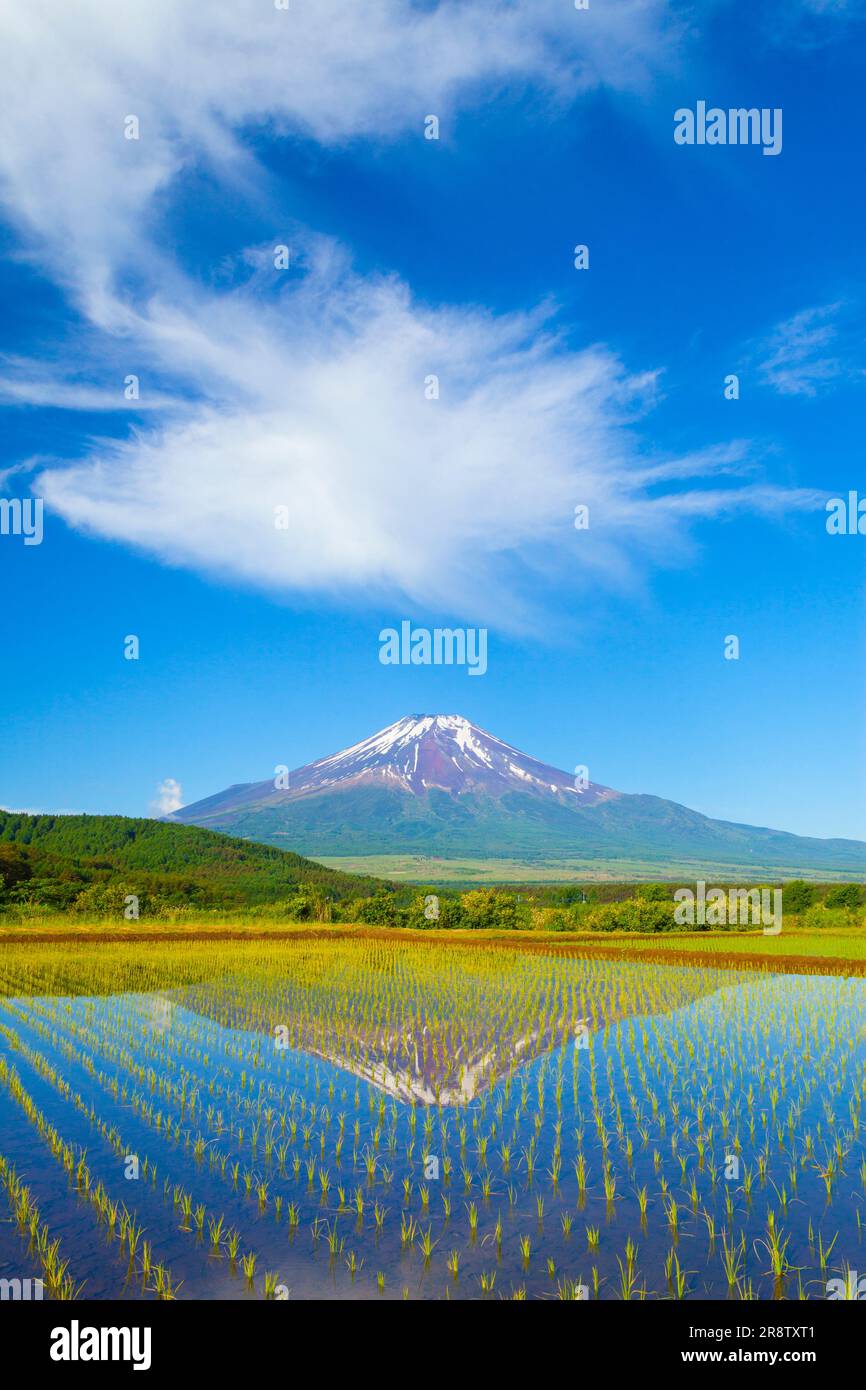 Rice paddies in early planting hi-res stock photography and images - Alamy