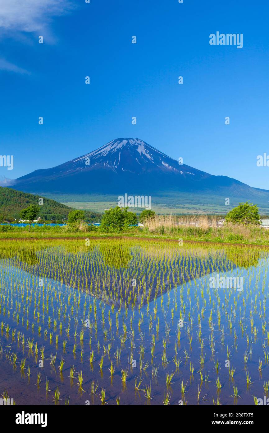Fuji reflected in rice paddies Stock Photo - Alamy