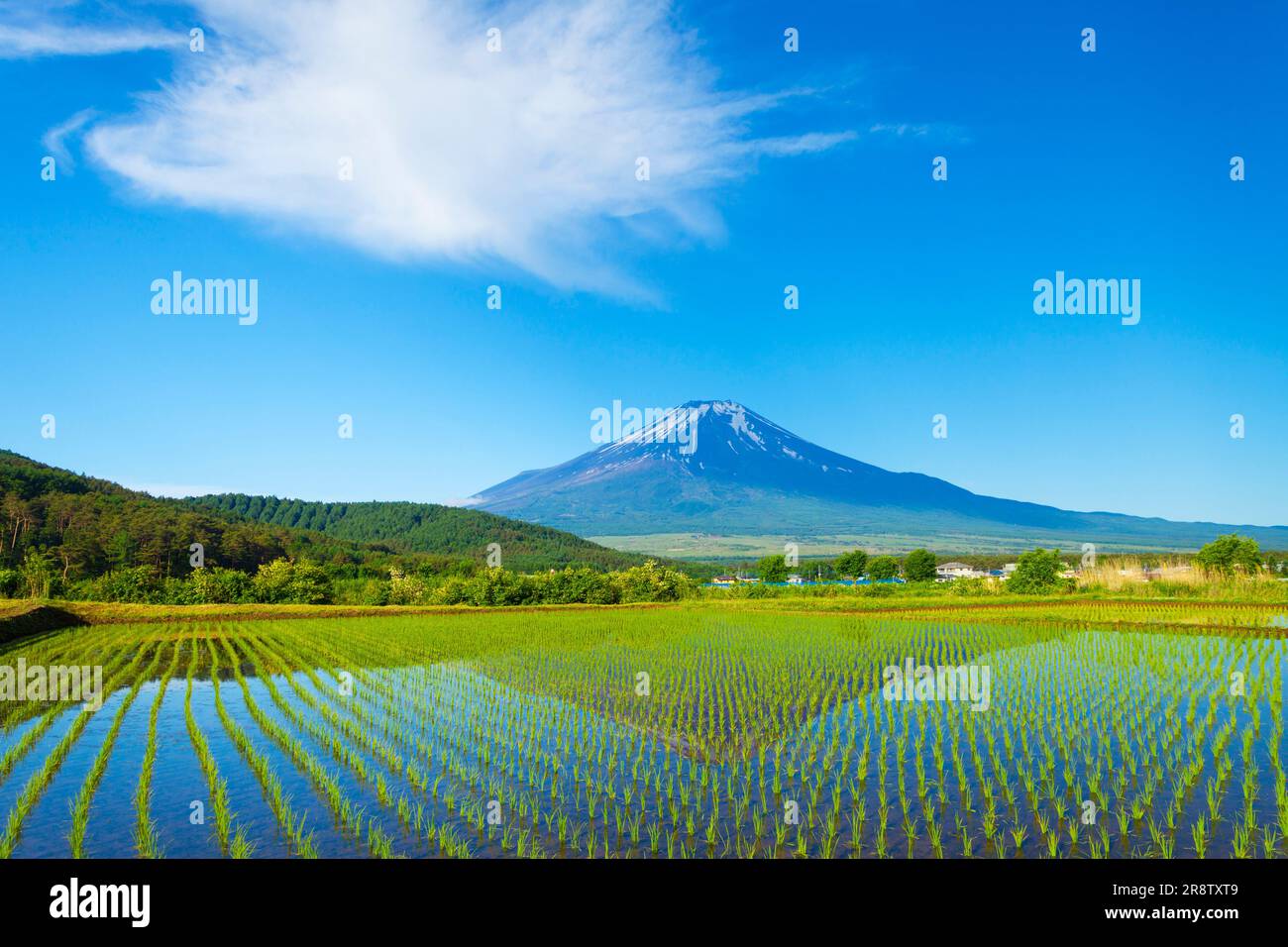 Rice paddies in early planting hi-res stock photography and images - Alamy
