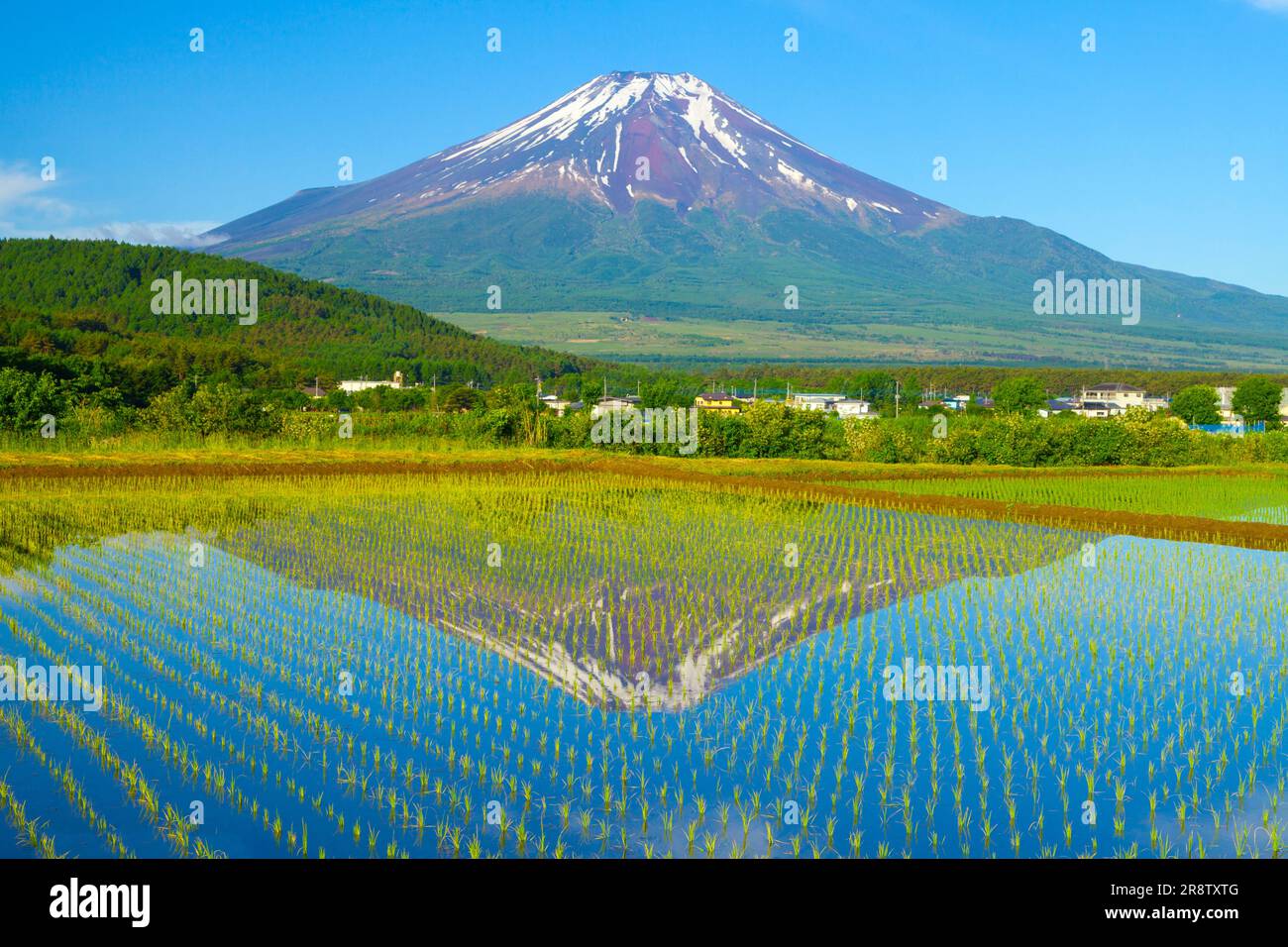 Fuji reflected in rice paddies Stock Photo - Alamy