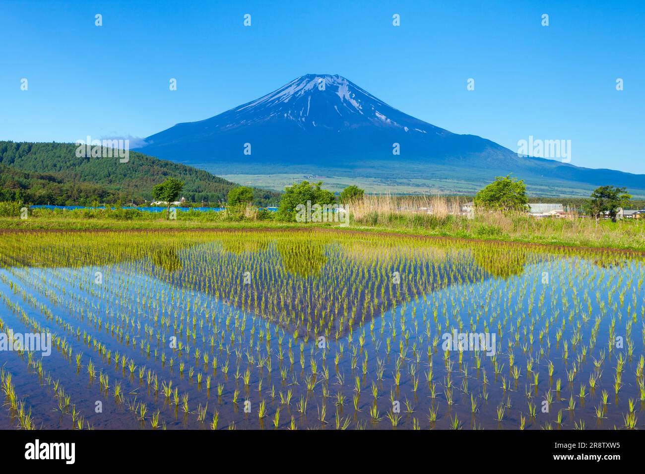 Fuji reflected in rice paddies Stock Photo - Alamy
