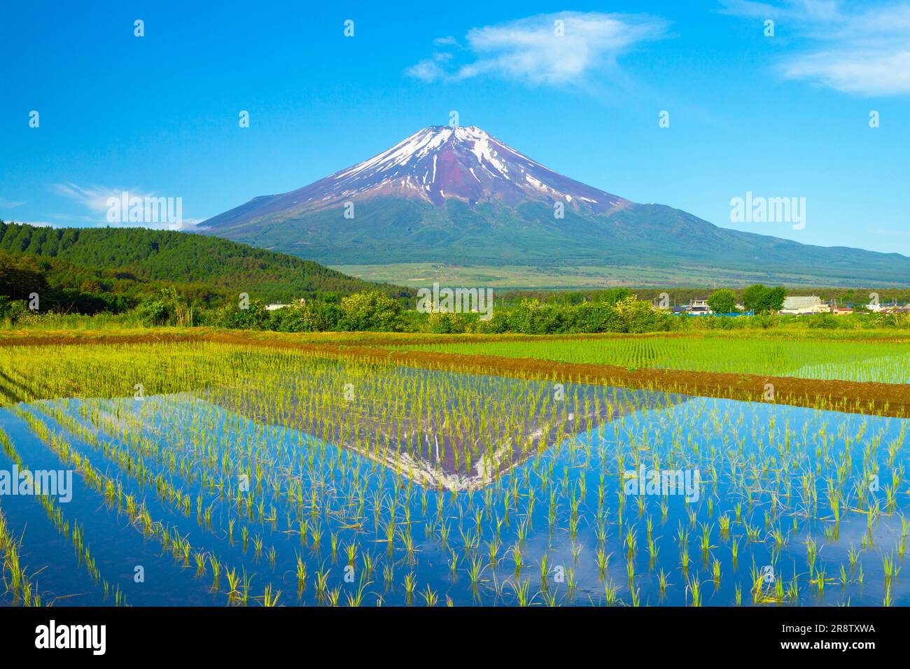 Rice paddies in early planting hi-res stock photography and images - Alamy