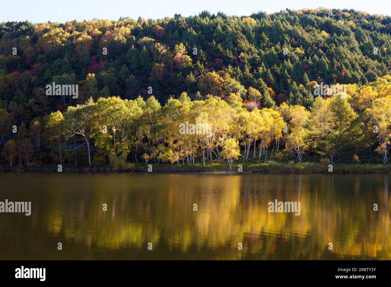 Kidoike Pond in Shiga Kogen Stock Photo - Alamy