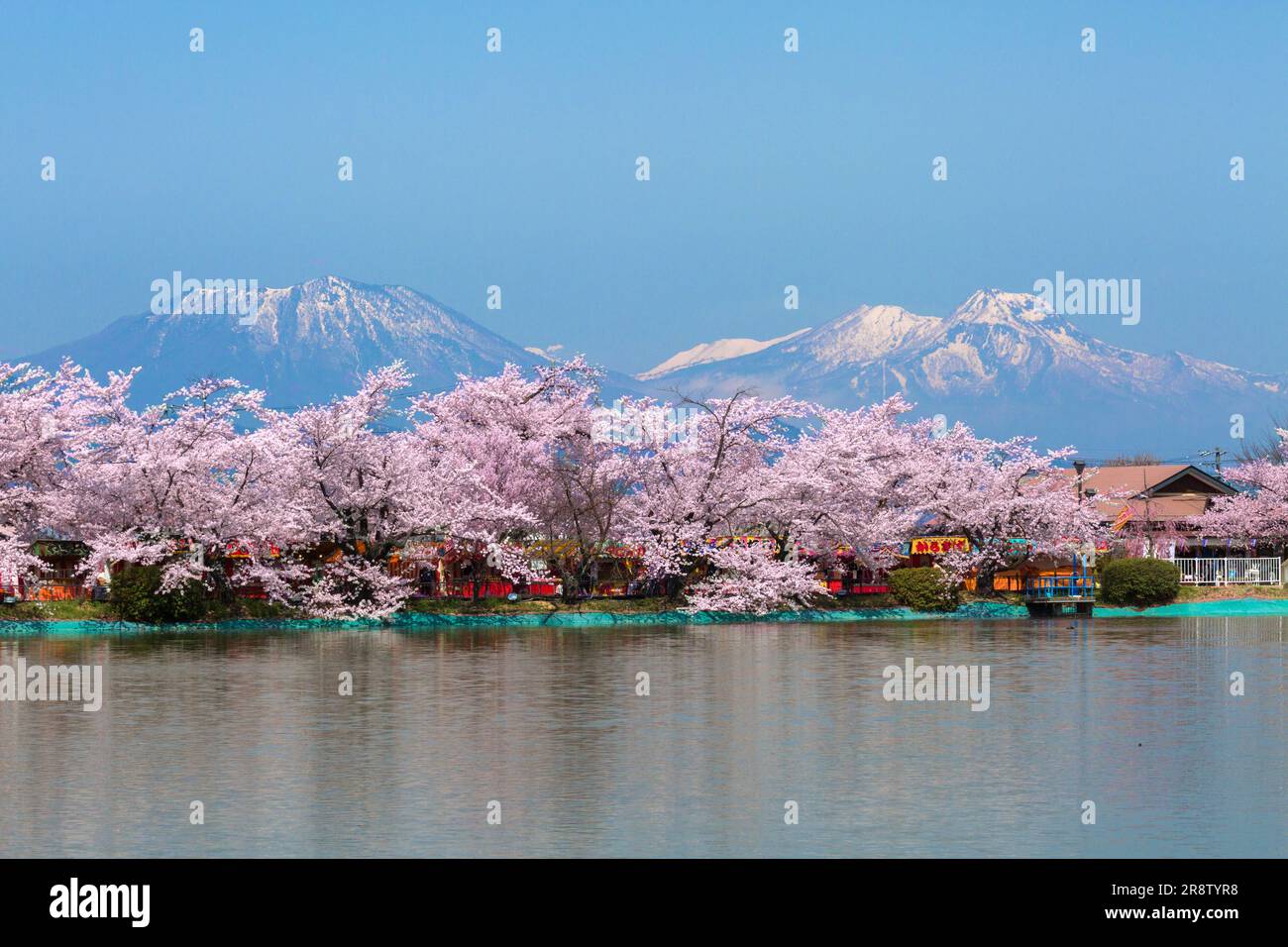 Cherry blossoms and mountains in Garyu Park Stock Photo - Alamy