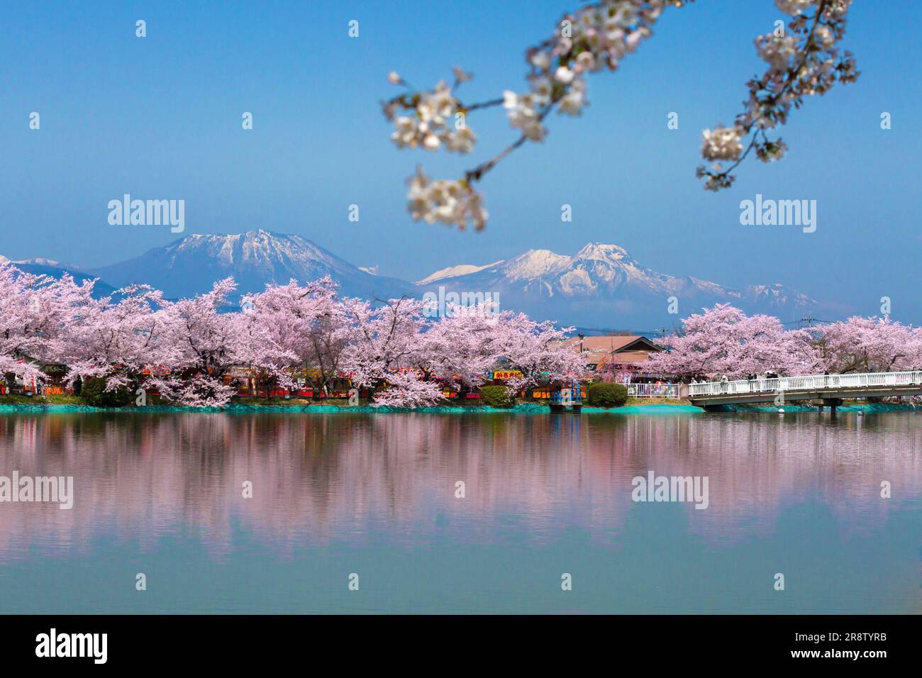 Cherry blossoms and mountains in Garyu Park Stock Photo - Alamy
