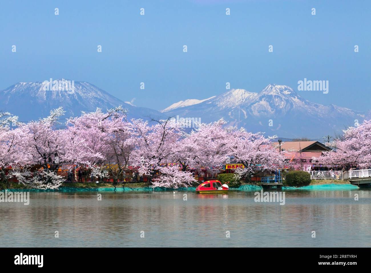 Cherry blossoms and mountains in Garyu Park Stock Photo - Alamy