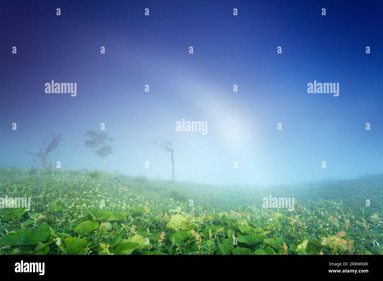Early morning rainbow with tree hi-res stock photography and images - Alamy