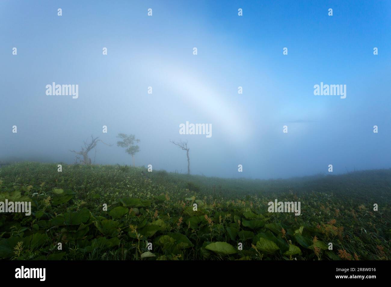 Early morning rainbow with tree hi-res stock photography and images - Alamy