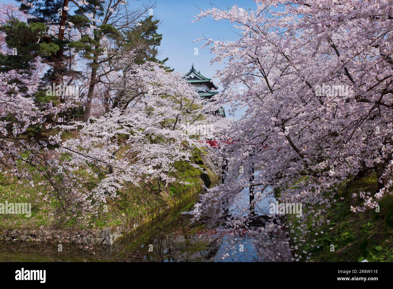 Hirosakijo castle and cherry trees Stock Photo - Alamy