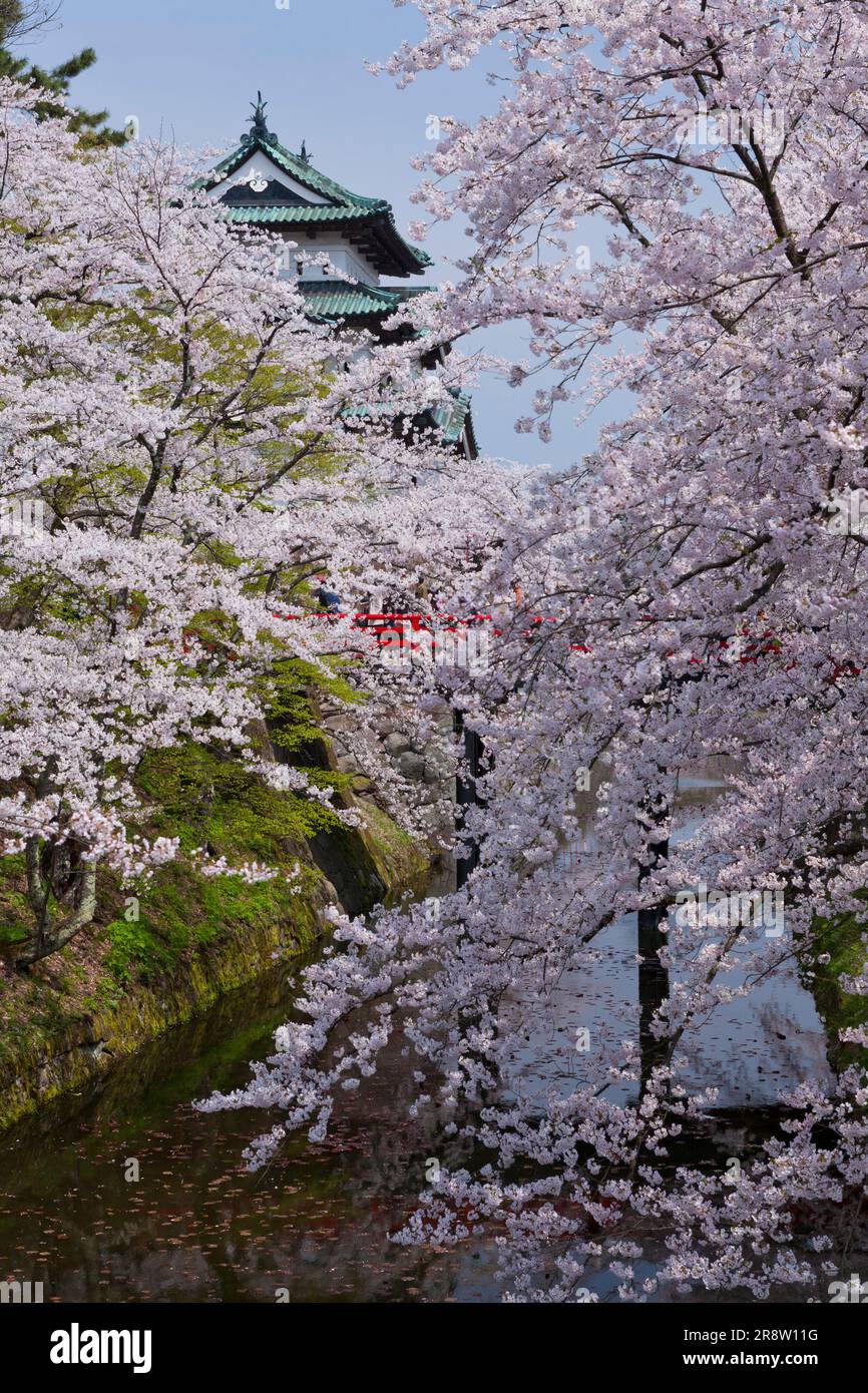 Hirosakijo castle and cherry trees Stock Photo - Alamy