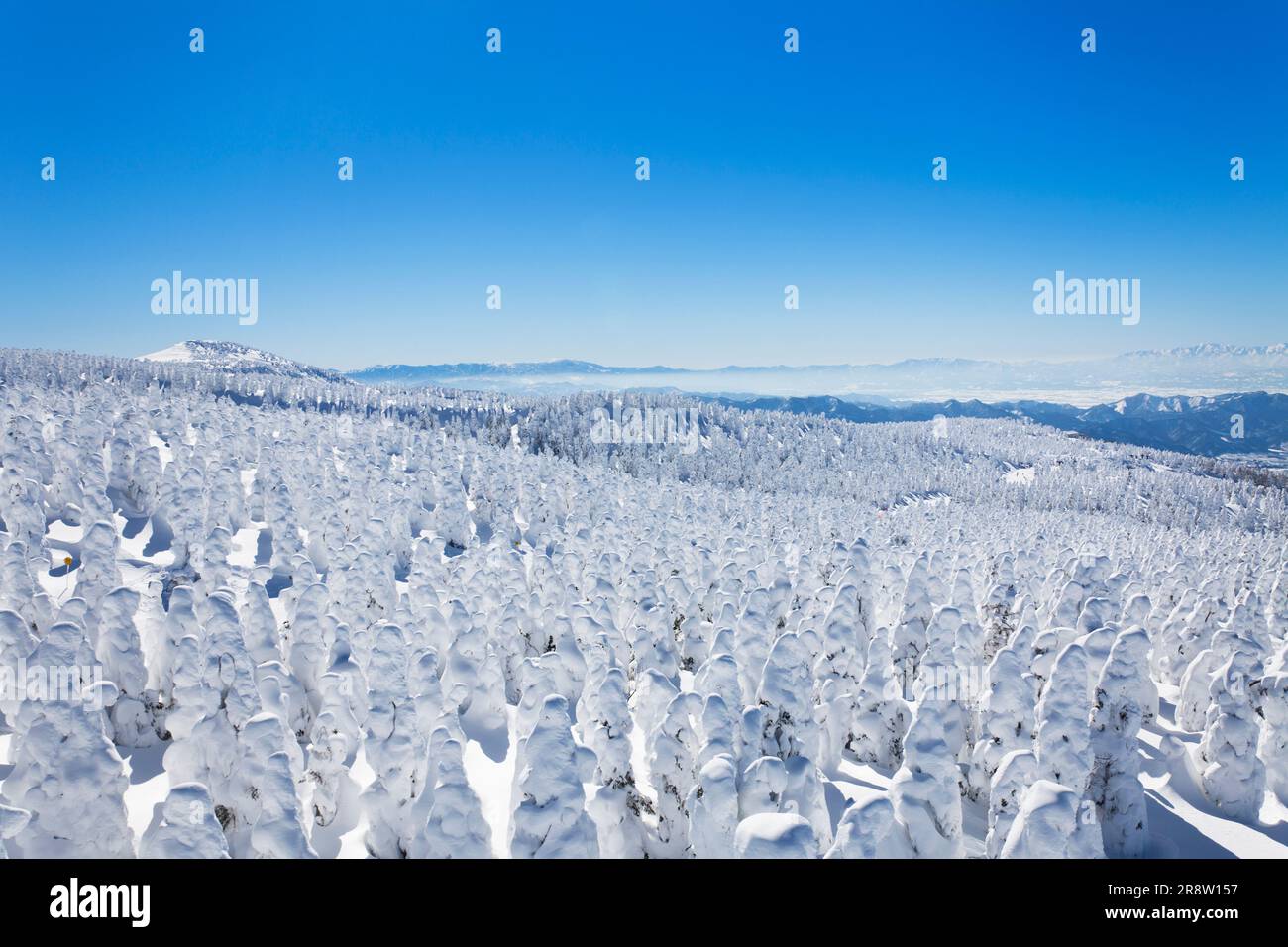 Trees on Mount Zao covered in frost Stock Photo - Alamy