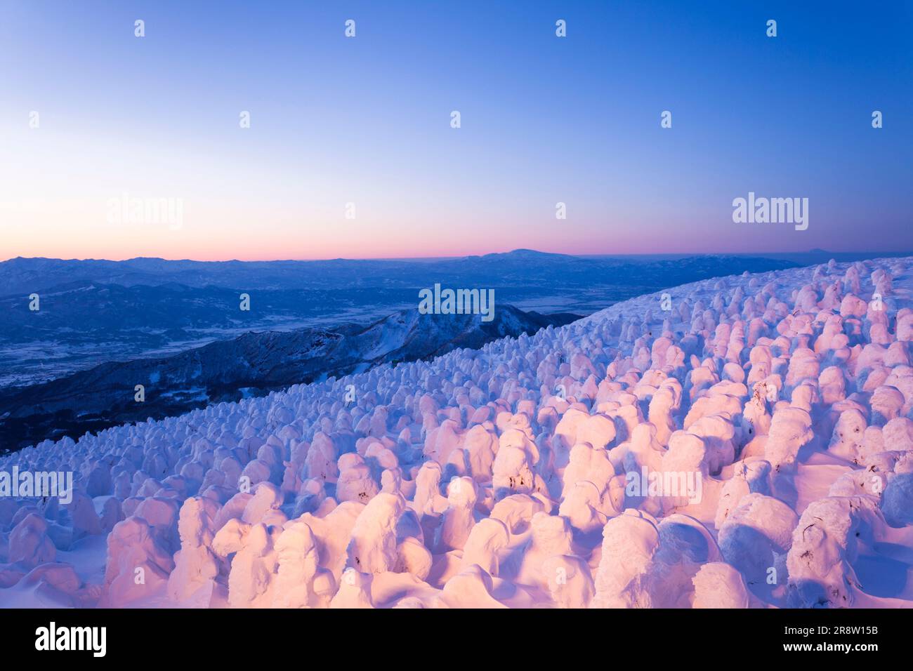 Trees on Mount Zao covered in frost Stock Photo - Alamy