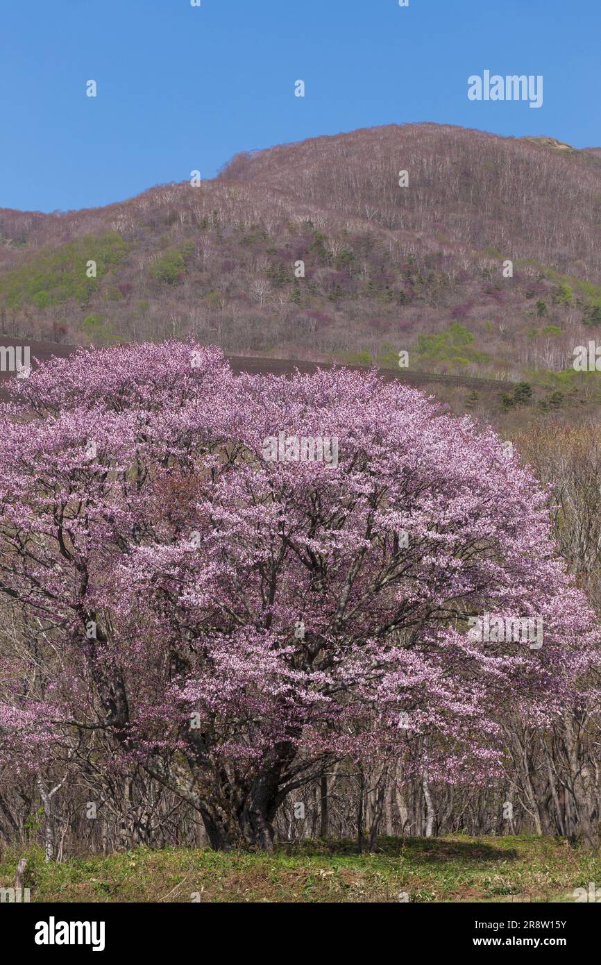 The lone cherry tree on Mt. Nanashigure Stock Photo - Alamy