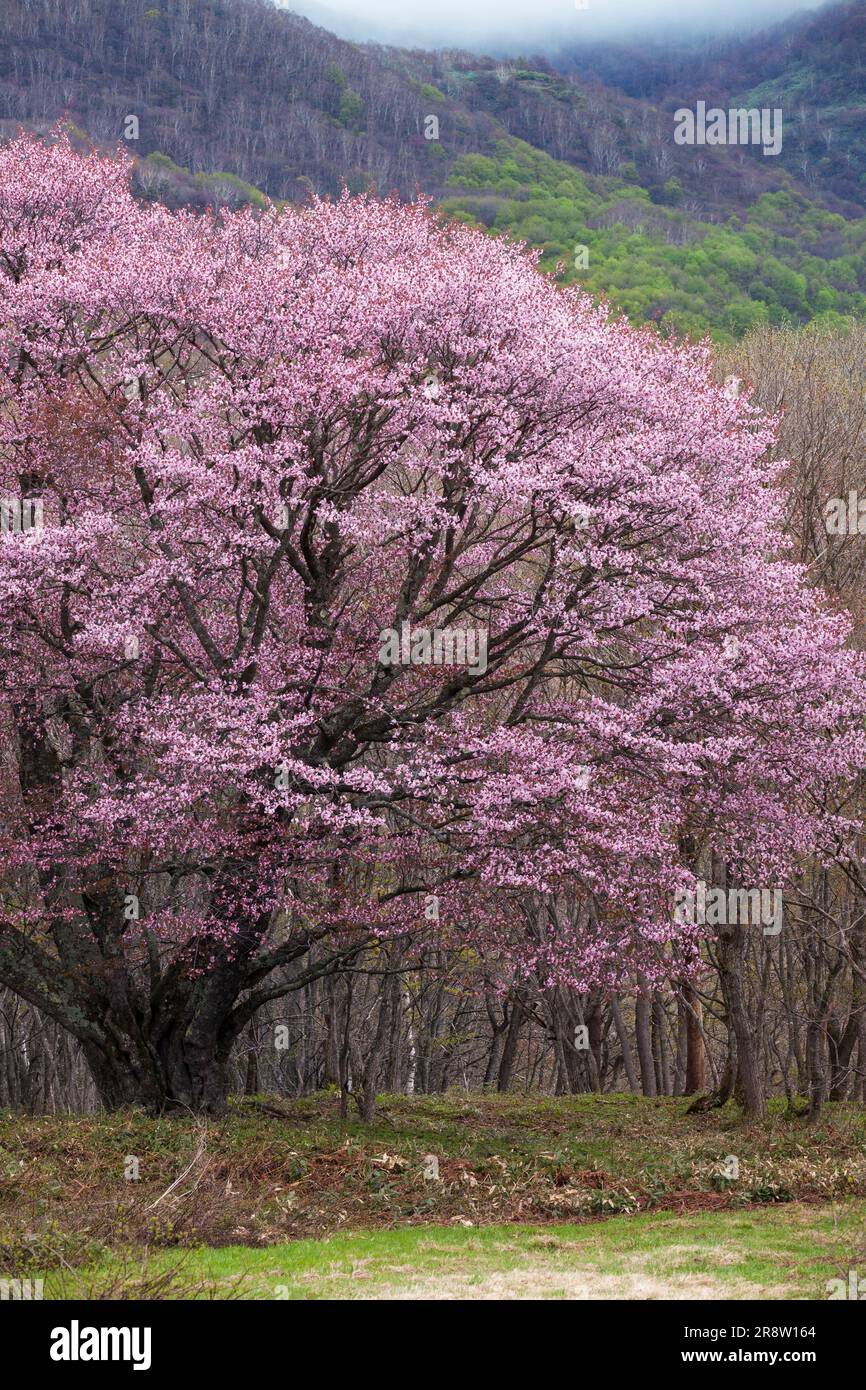 Nanashiguresam mountain hi-res stock photography and images - Alamy
