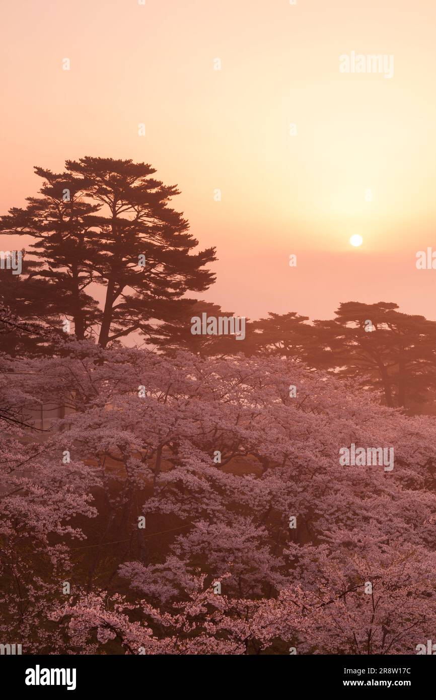 Saigyo an cherry blossoms hi-res stock photography and images - Alamy