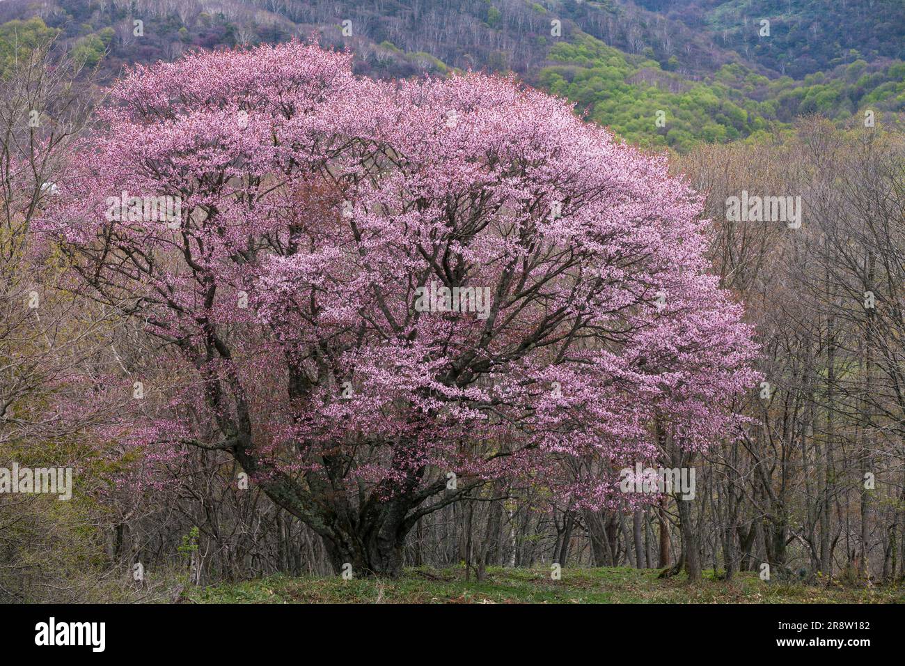 The lone cherry tree on Mt. Nanashigure Stock Photo - Alamy