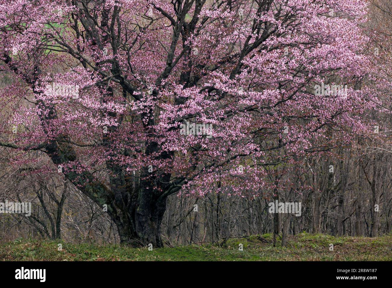 The lone cherry tree on Mt. Nanashigure Stock Photo - Alamy