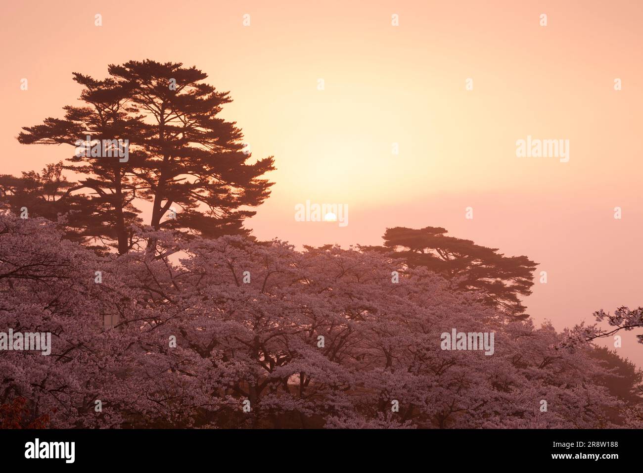 Cherry blossoms in Saigyo Pine Park Stock Photo - Alamy
