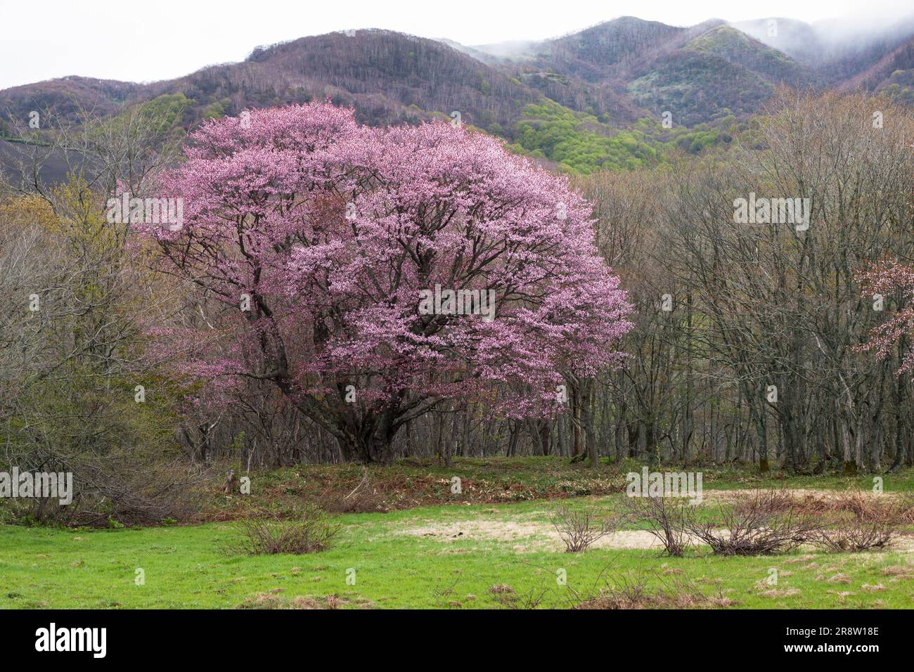 The lone cherry tree on Mt. Nanashigure Stock Photo - Alamy