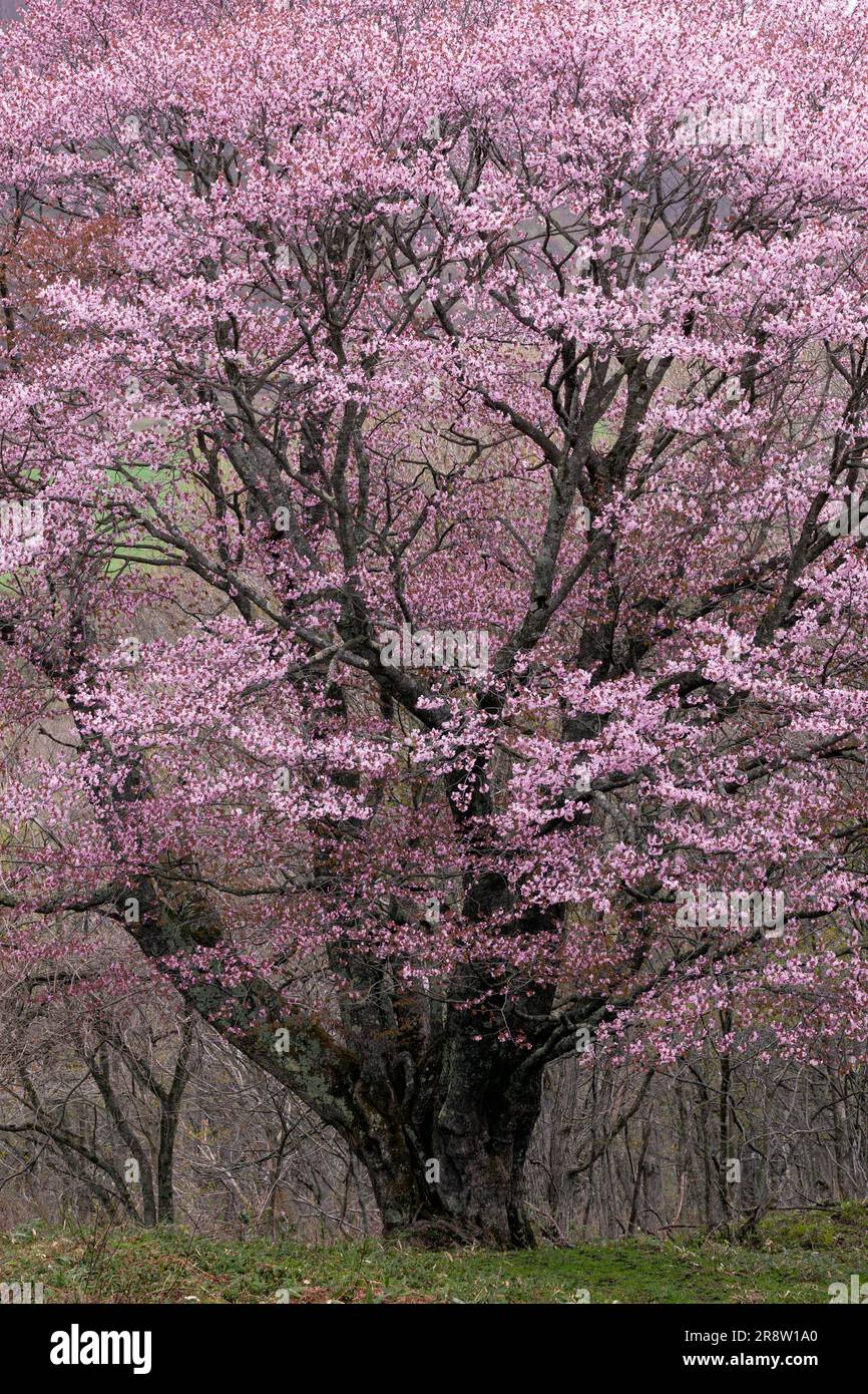 Nanashiguresam mountain hi-res stock photography and images - Alamy