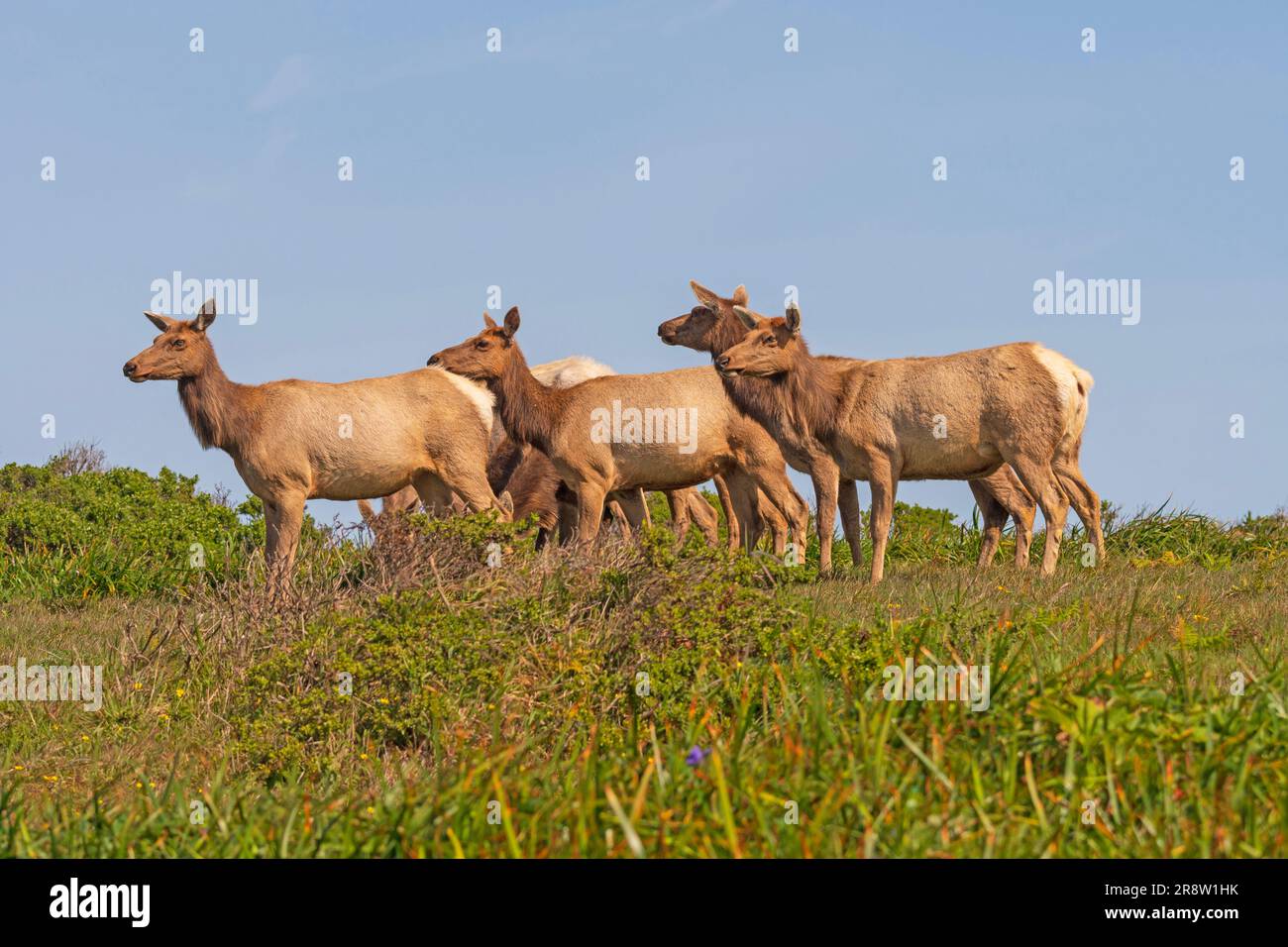 A herd of Tule Elk on the Coast in Point Reyes National Seashore in ...
